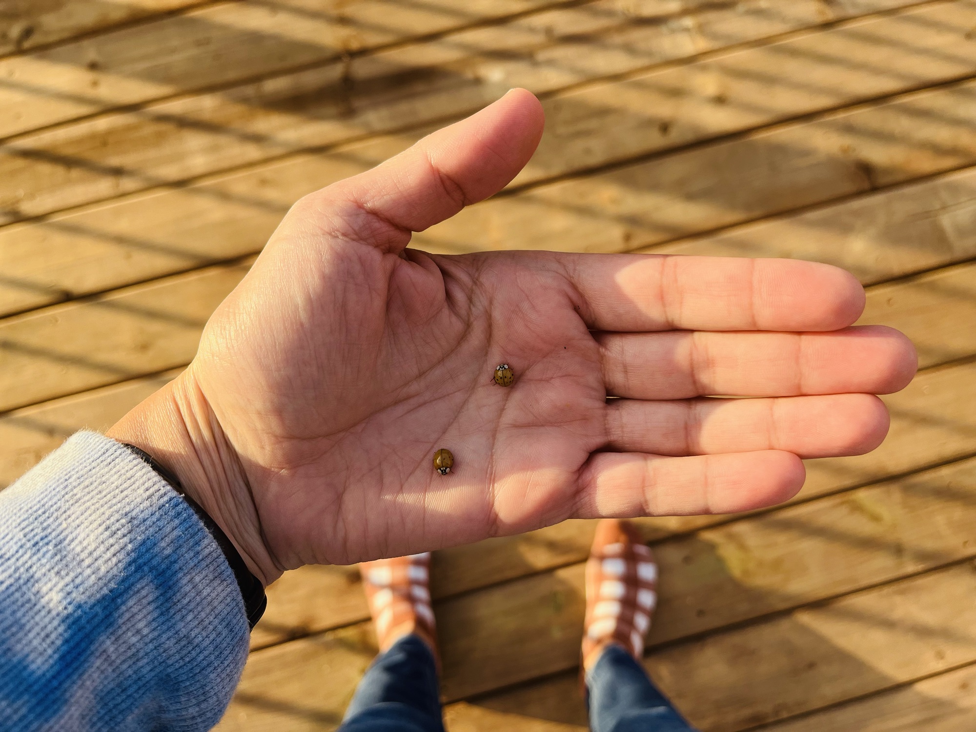 Voir double | Selbstwehr